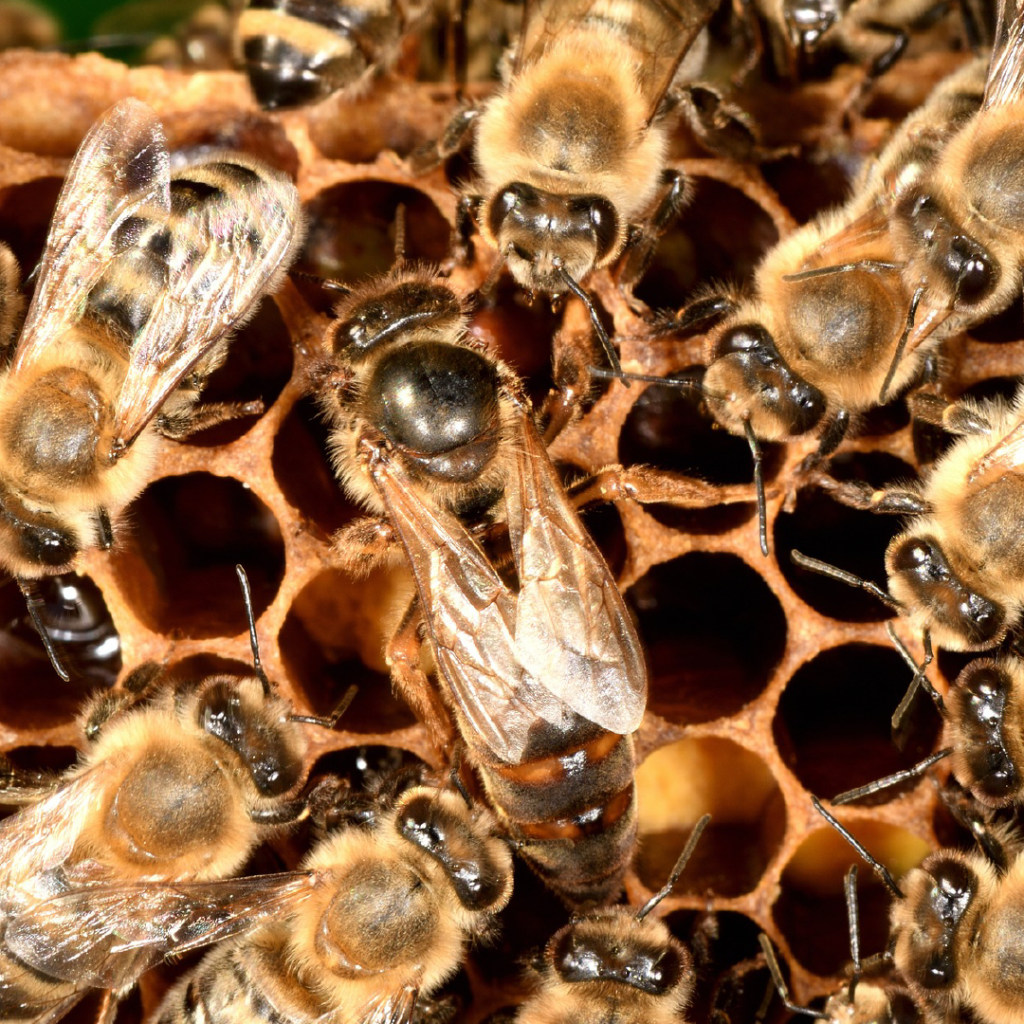 Reine fécondée F1 2025 Buckfast !!PROMOTION JUIN!! - Le Bel Essaim