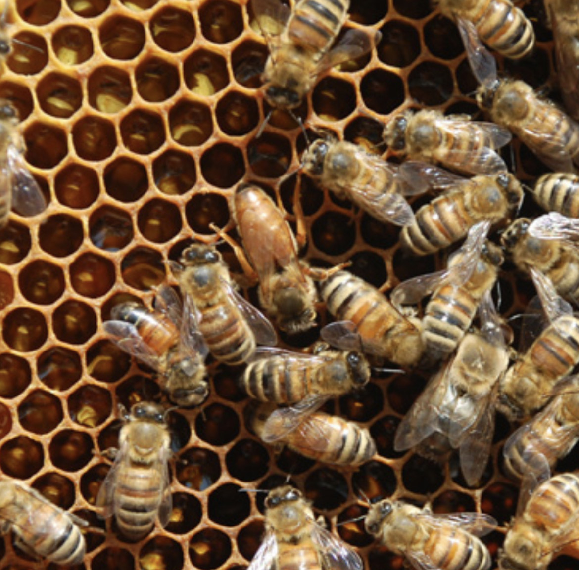 Les paquets d'abeilles - Le Bel Essaim